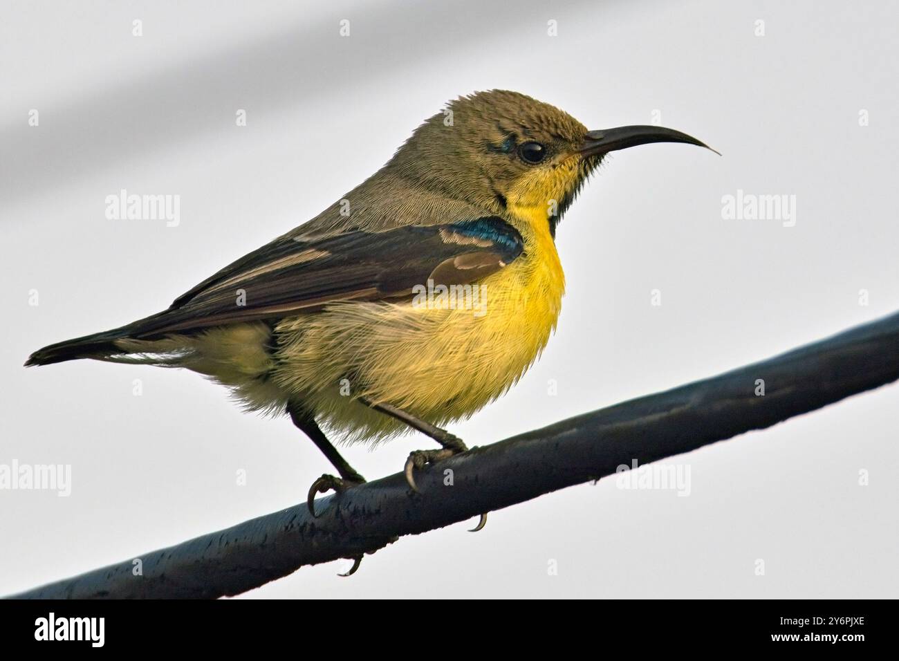 Indian sunbird hi-res stock photography and images - Alamy