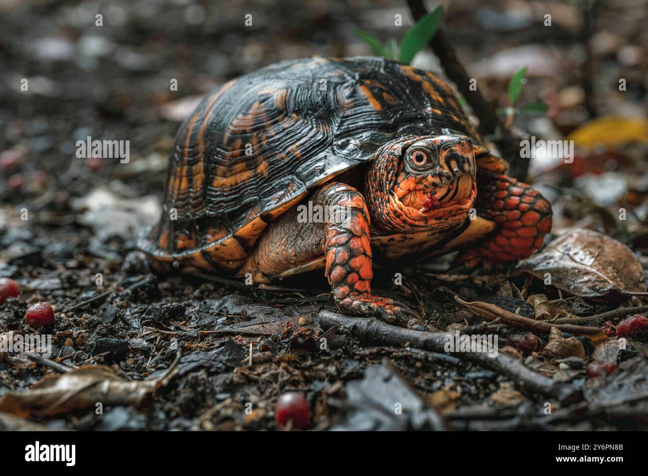 A box turtle on the forest floor, with a detailed shell and intricate ...