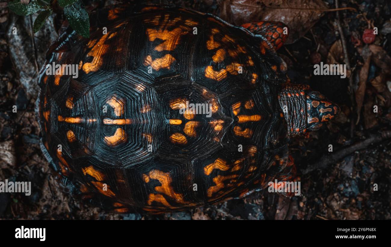 Turtle shell top view hi-res stock photography and images - Alamy