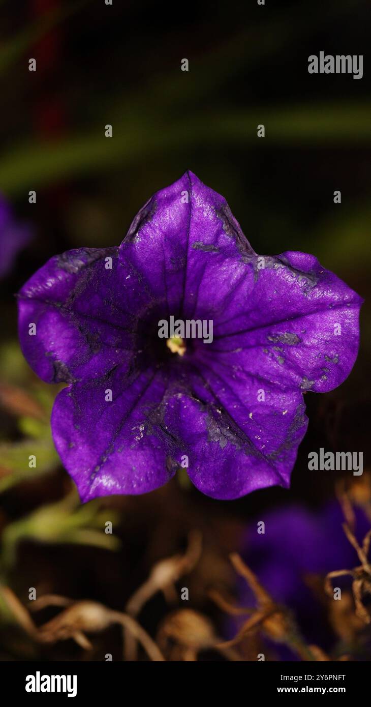 Mesmerizing arrangement of vibrant flowers hi-res stock photography and ...