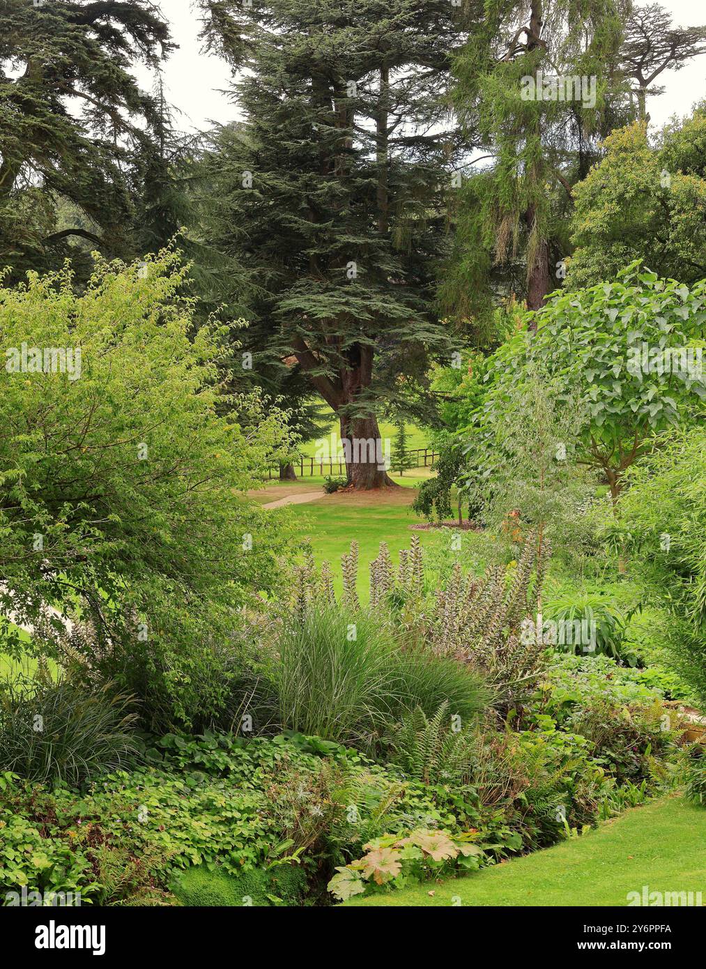 English landscape garden with flowerbeds and Cedar of Lebanon tree in ...