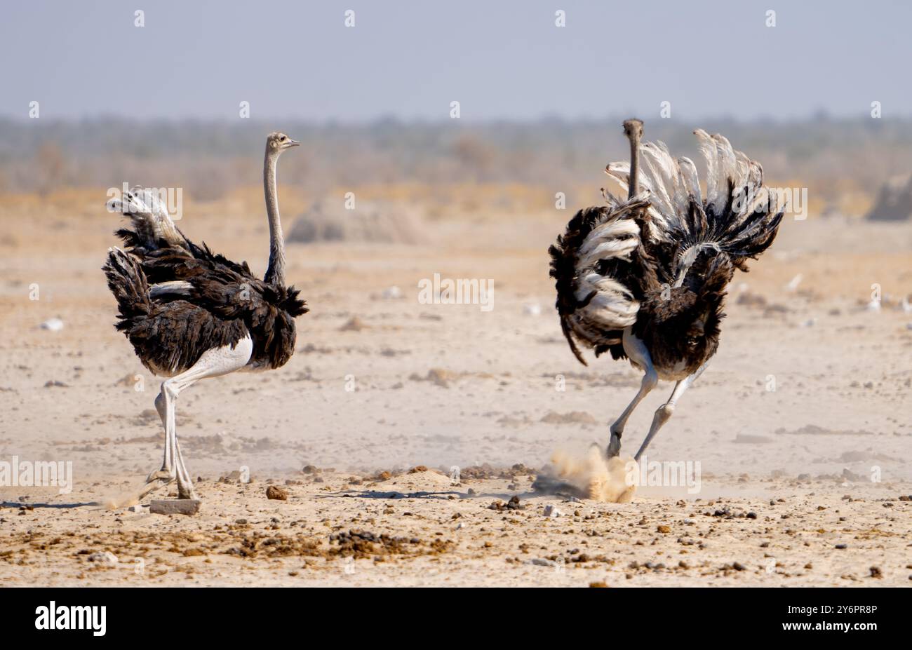 Ostriches display ruffled feathers in fighting mode in Namibia, Africa ...