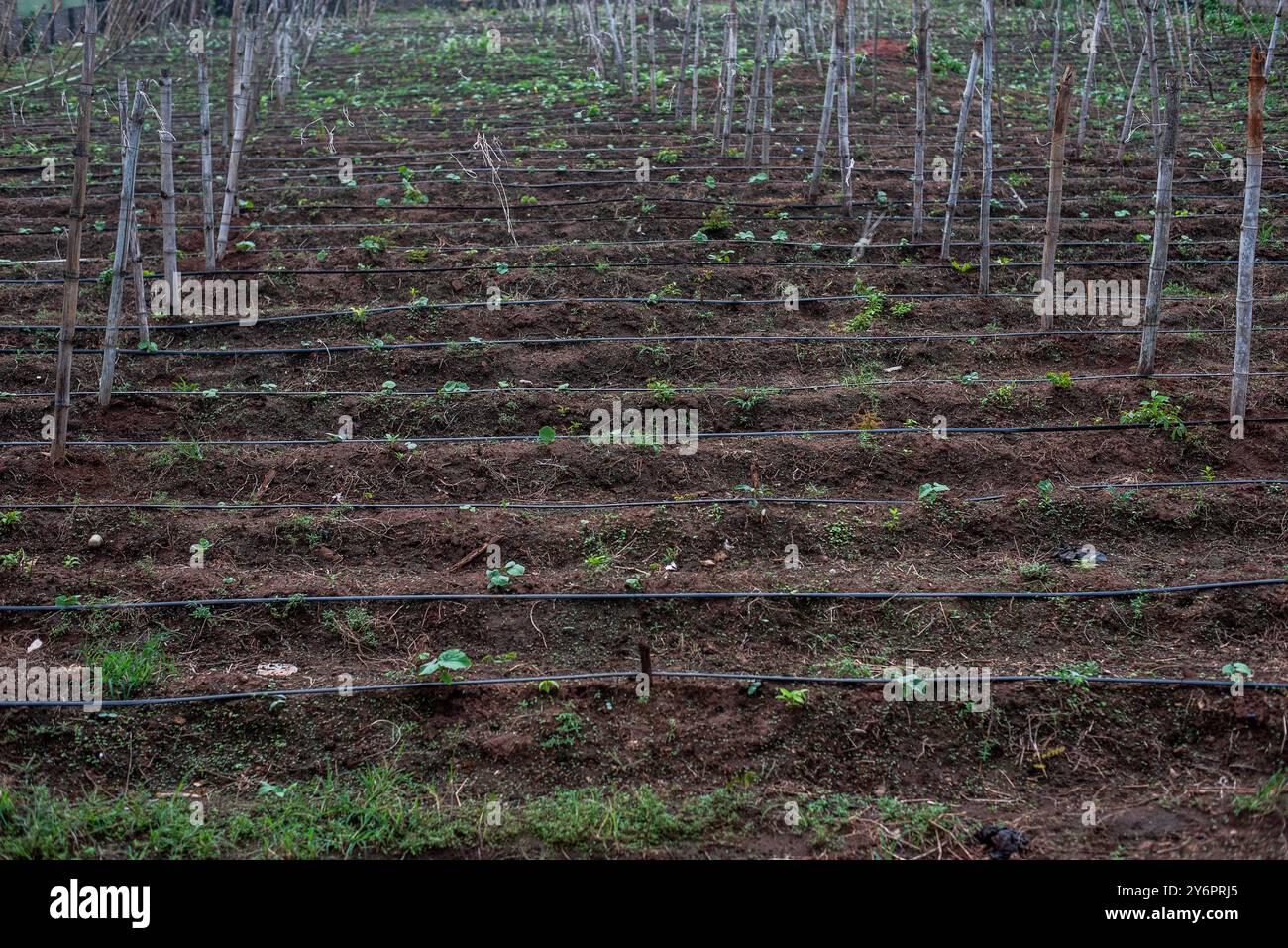 On August 26, 2024, a farm plantation was prepared for cucumber farming ...
