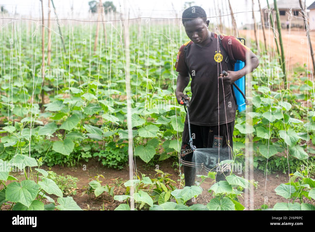 Man spraying pesticide on field hi-res stock photography and images - Alamy