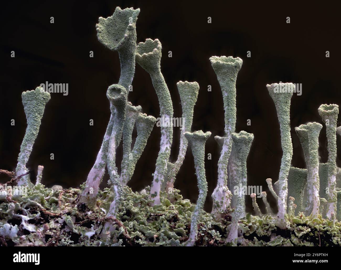 lesser sulphur cup lichen (Cladonia deformis) with prominent podetia ...