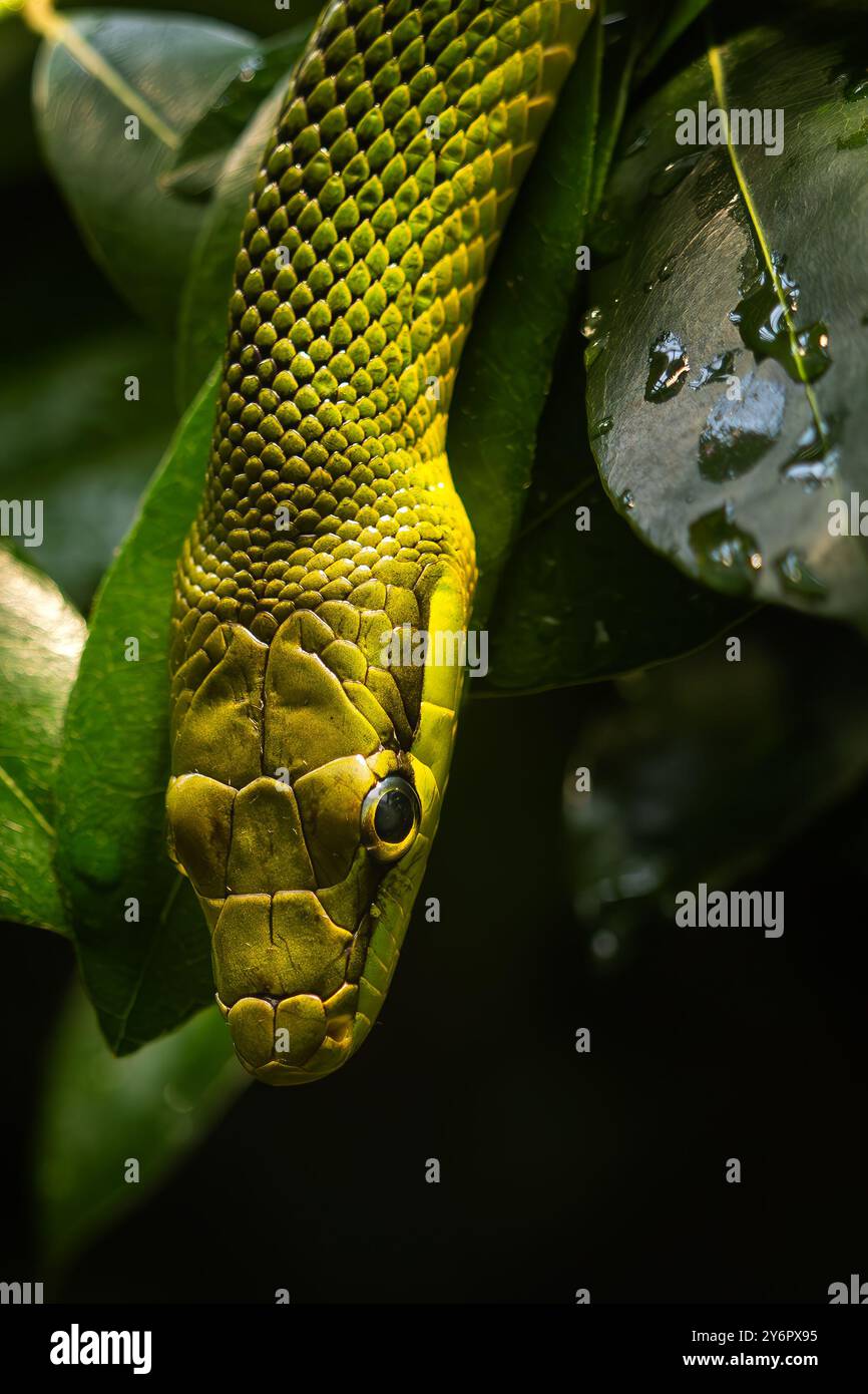 Red-tailed Green Ratsnake - Gonyosoma oxycephalum, portrait of ...