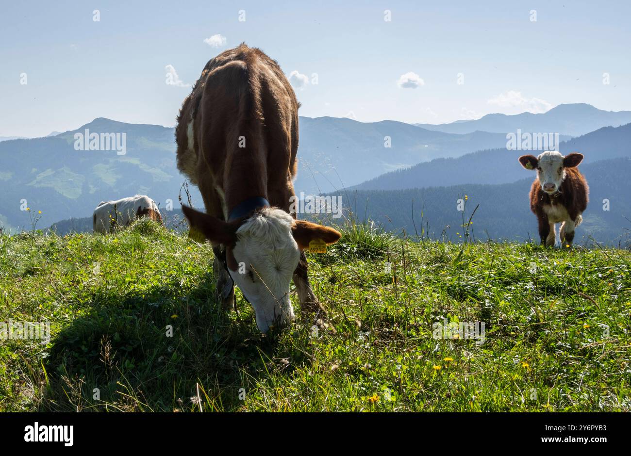 Kuh frisst frisches gras hi-res stock photography and images - Alamy