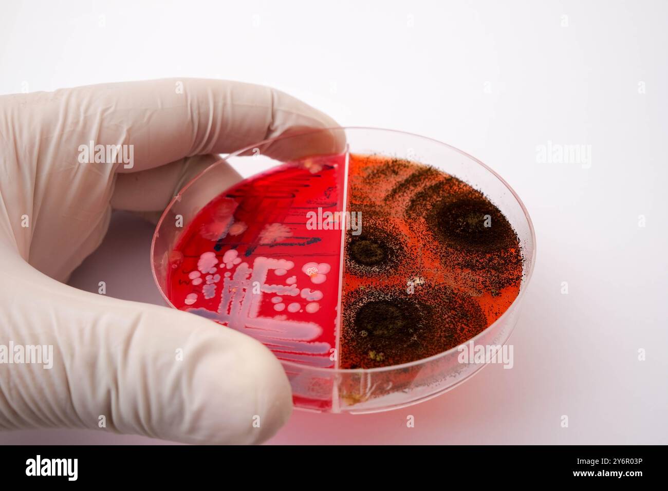 A gloved hand holding a petri dish with bacterial and fungal cultures ...