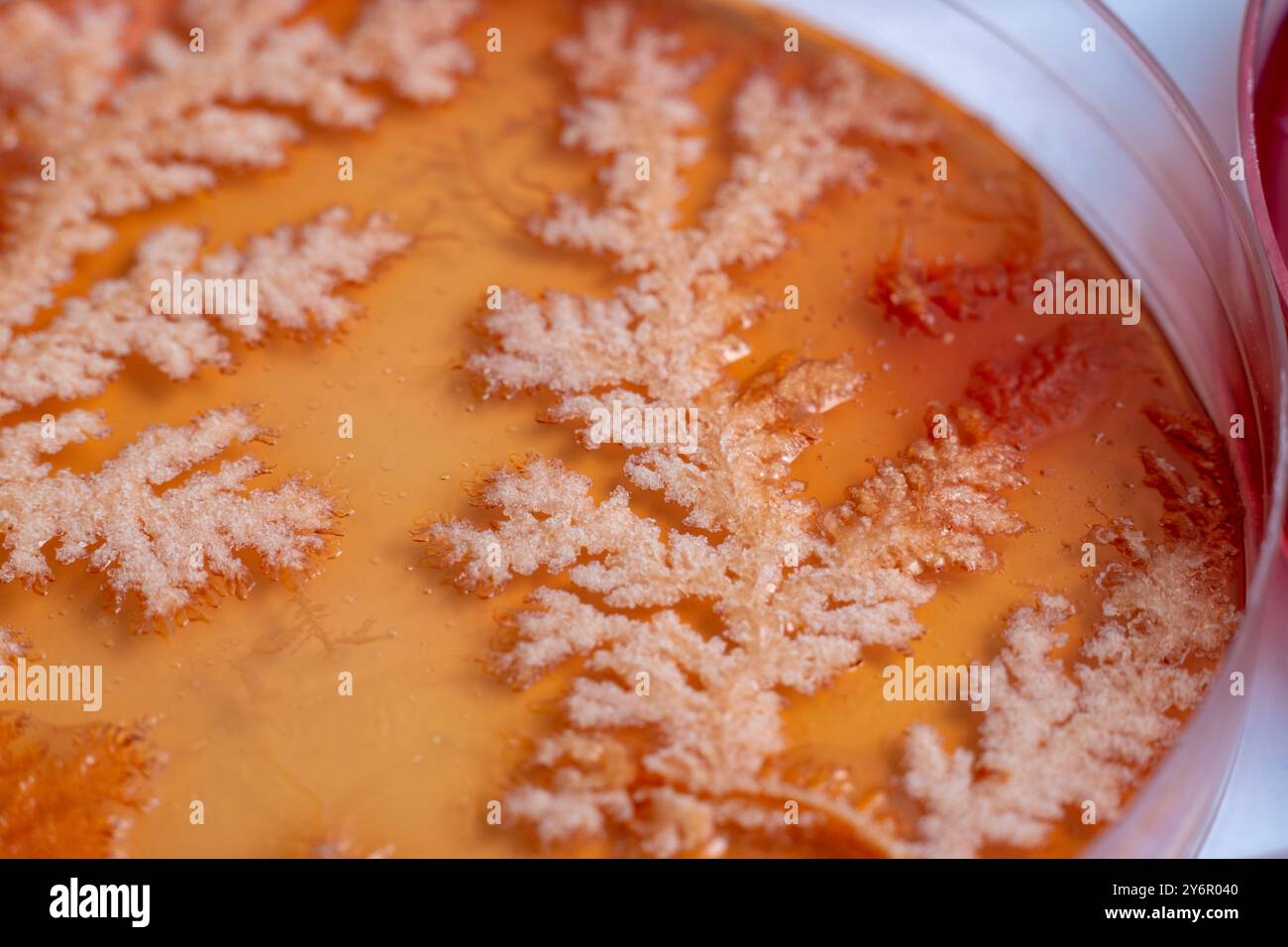 Showing intricate branching patterns hi-res stock photography and ...