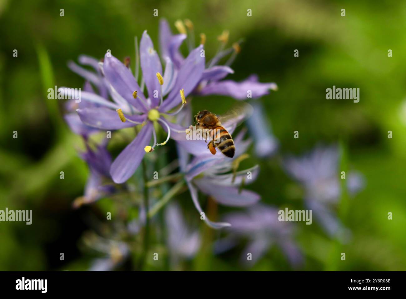 Flowers with insects Stock Photo - Alamy