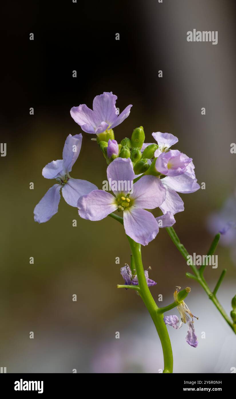 Sea rocket flowering hi-res stock photography and images - Alamy