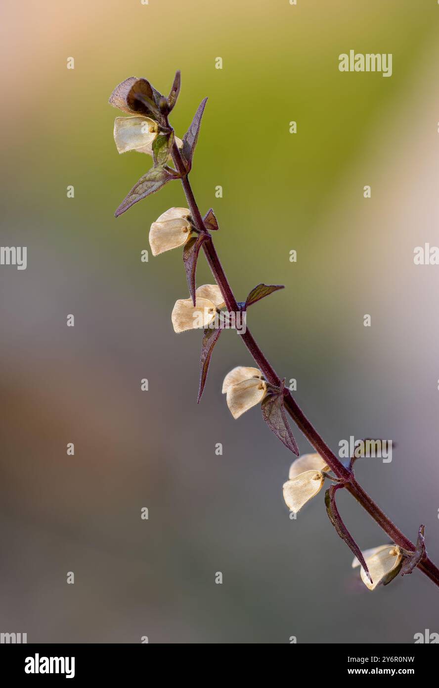 Common scullcap seeding Stock Photo - Alamy