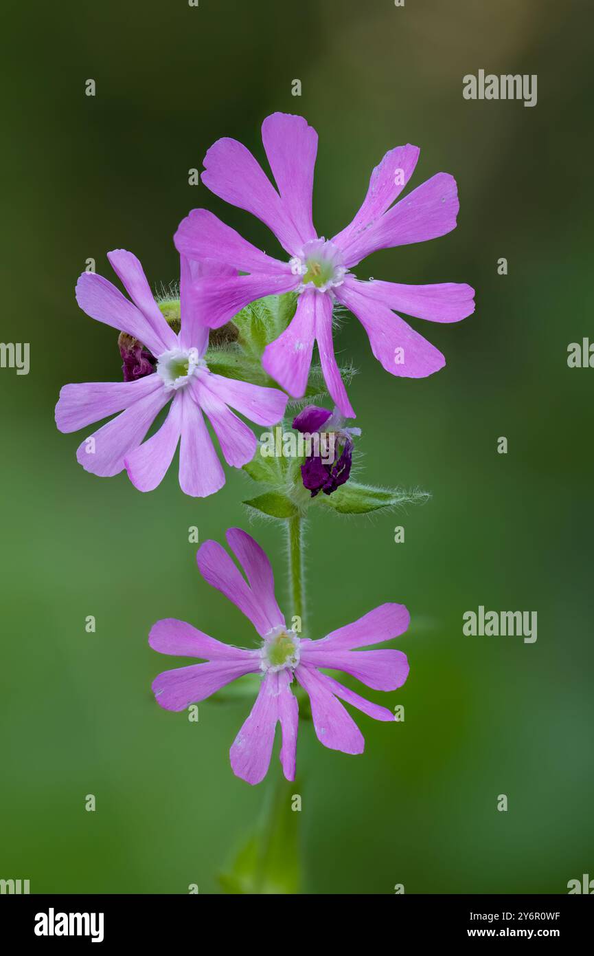 Red campion flowering hi-res stock photography and images - Alamy