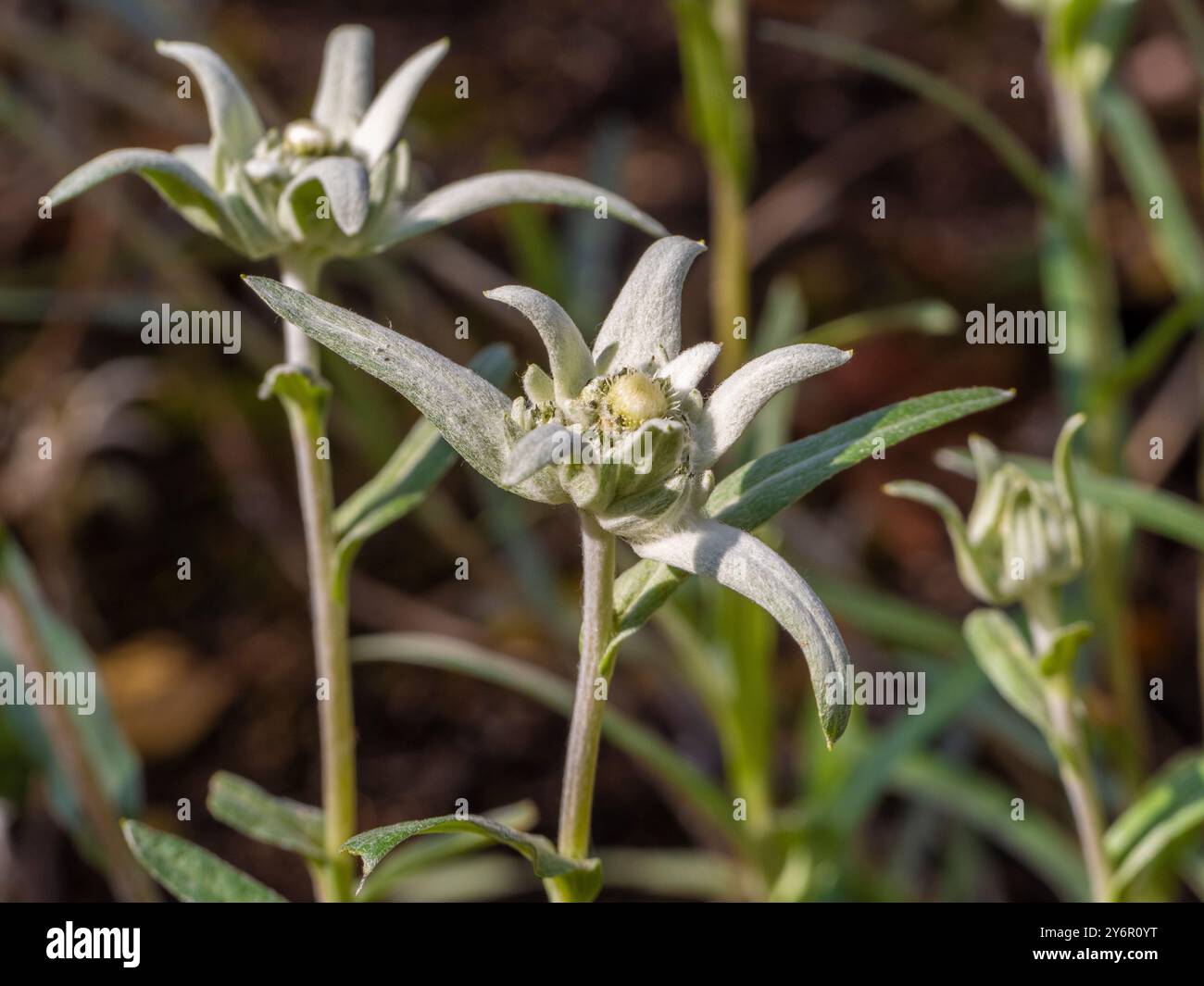 Leontopodium nivale, commonly called Edelweiss growing in a UK garden ...
