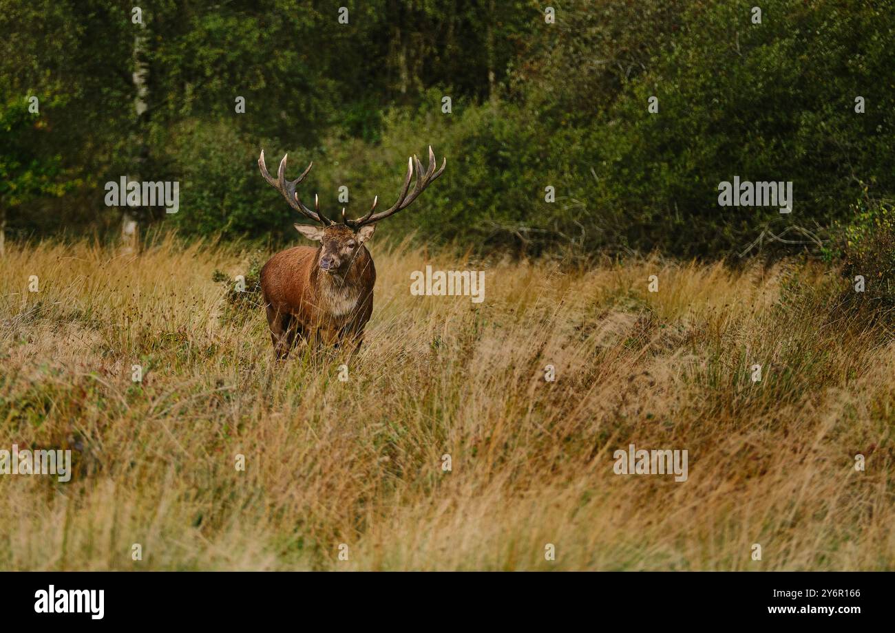 Stag (Rutting season) Chase water Uk Stock Photo - Alamy
