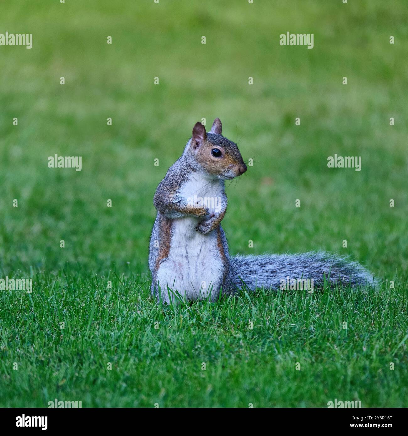 Squirrel nice pose Stock Photo - Alamy