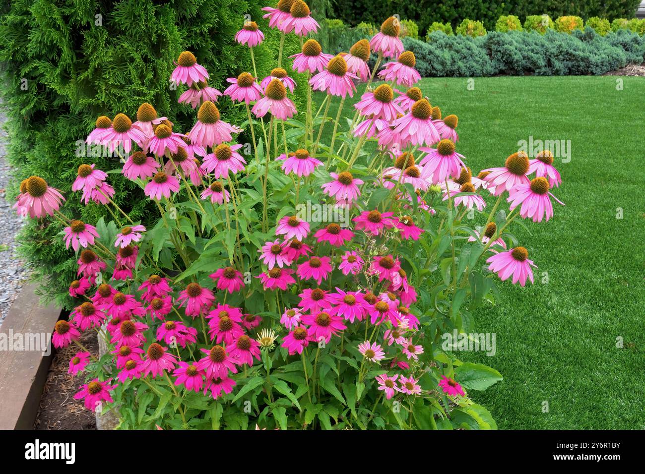 Coneflowers in garden hi-res stock photography and images - Alamy