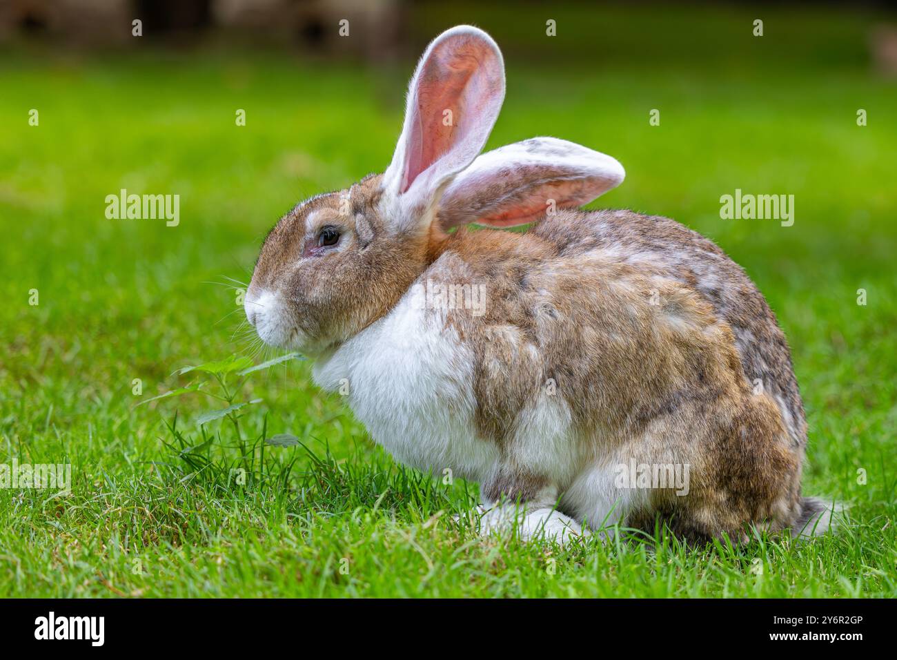 White flemish giant rabbit hi-res stock photography and images - Alamy