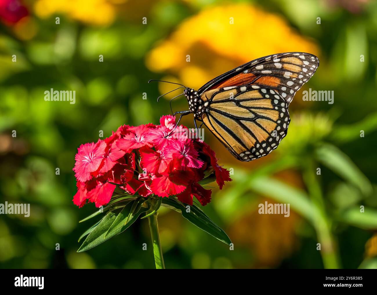 A Monarch Butterfly with beautiful wing colors sits atop a Red Sweet ...