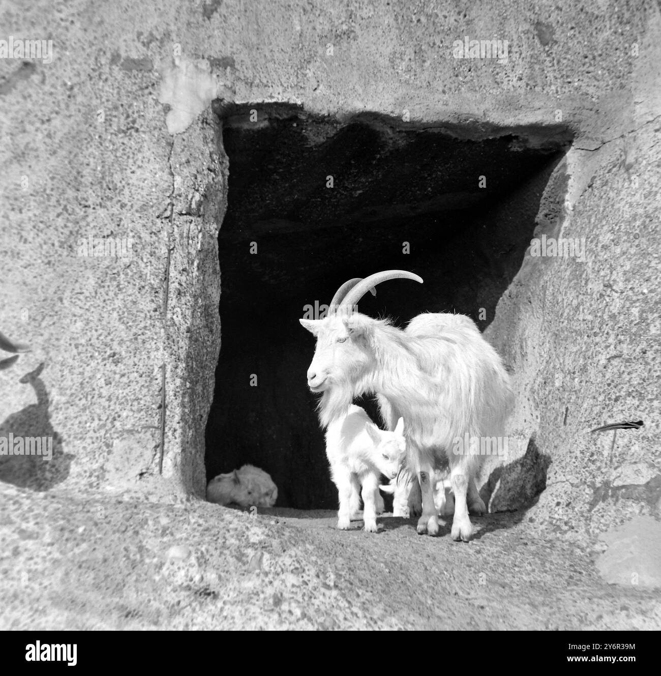 FAMILY OF GOATS AT LONDON ZOO ; 5 JUNE 1962 Stock Photo - Alamy