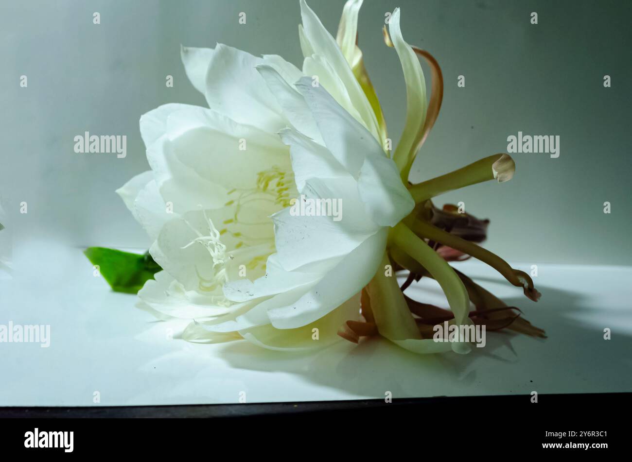 Nocturnal blooming hi-res stock photography and images - Alamy