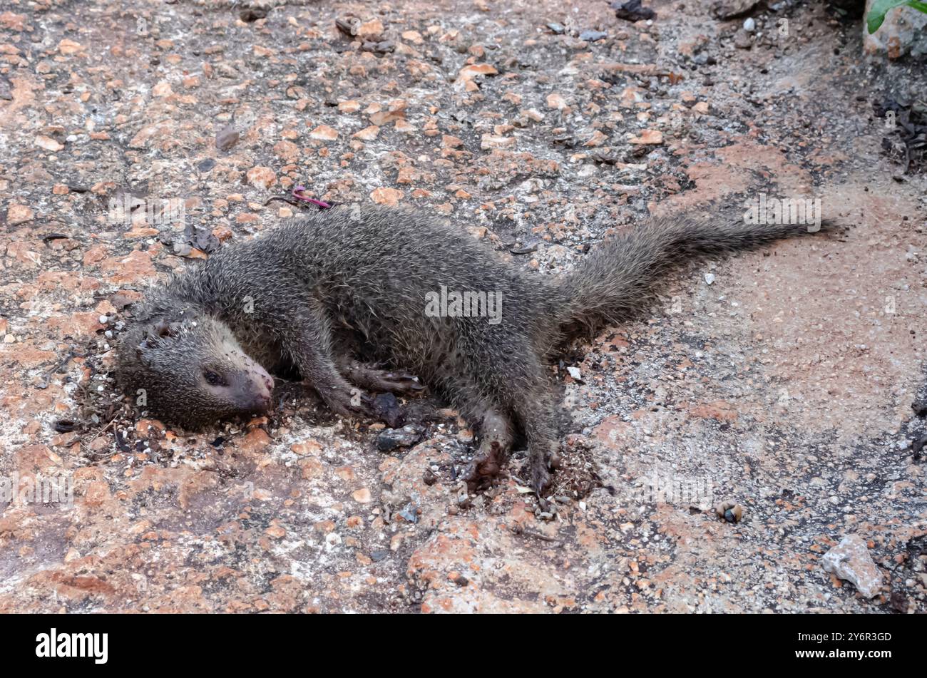 Dead expired hi-res stock photography and images - Alamy