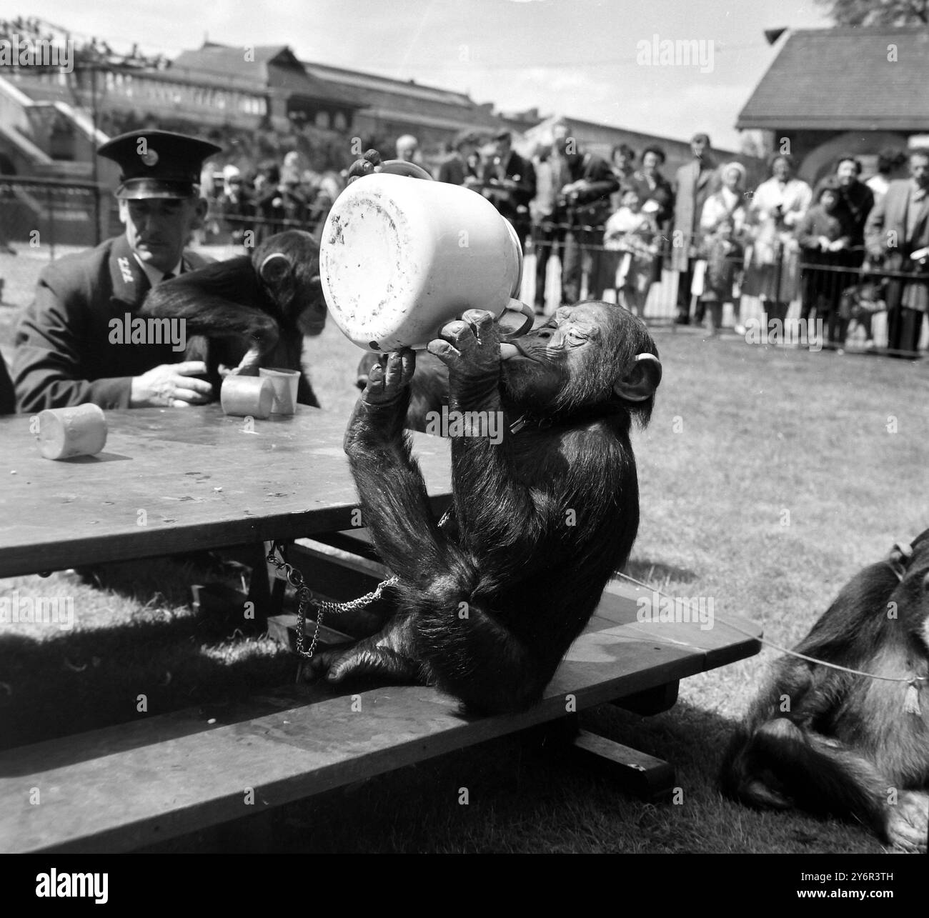 Chimpanzee tea party london zoo hi-res stock photography and images - Alamy