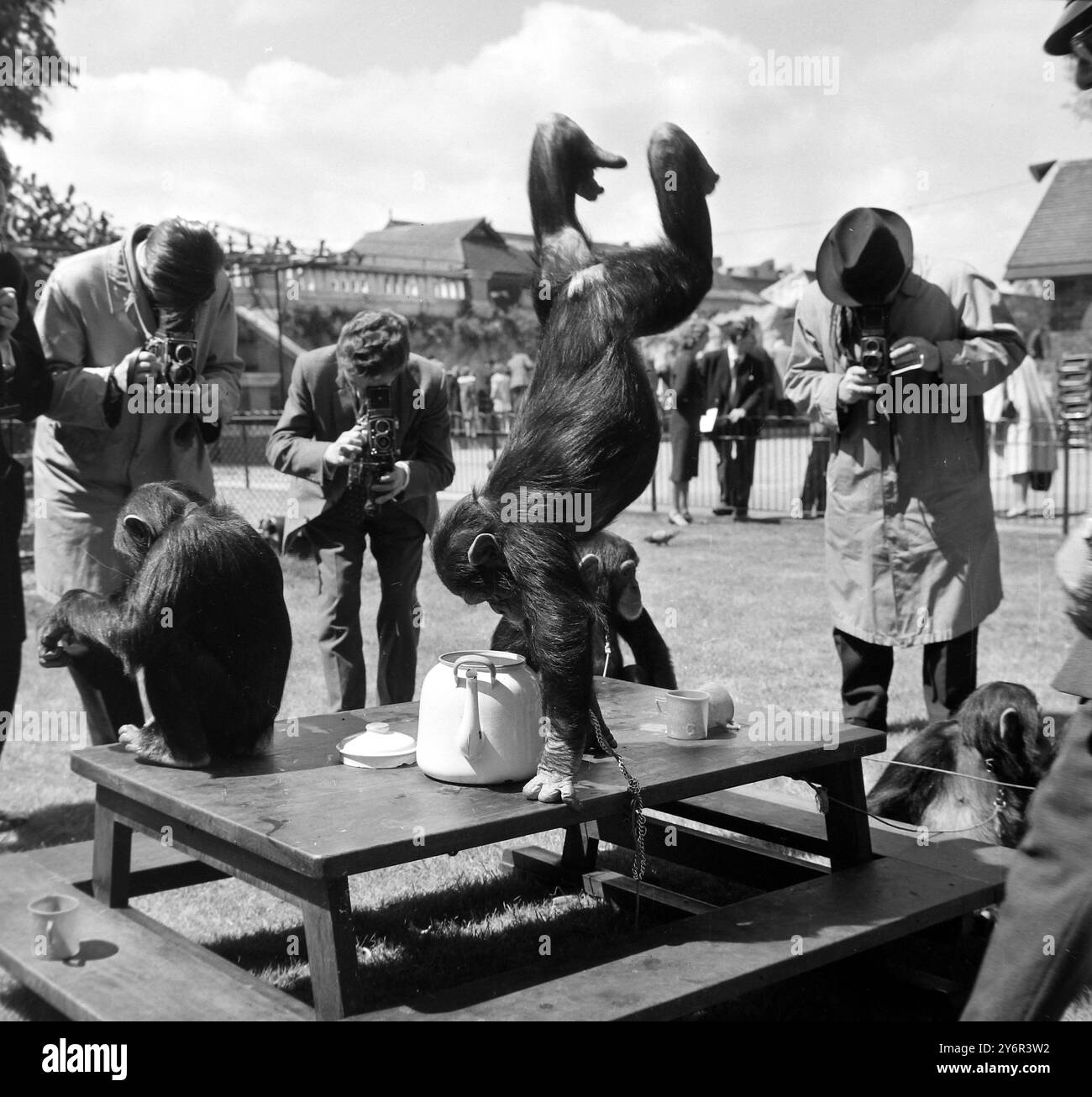 A CHIMPANZEE AT TEA GARDEN PARTY IN LONDON ZOO ; 31 MAY 1962 Stock ...
