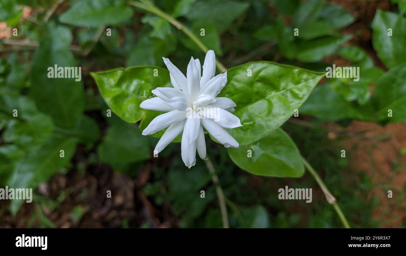 A white jasmine flower with multiple petals in a garden in India Stock ...