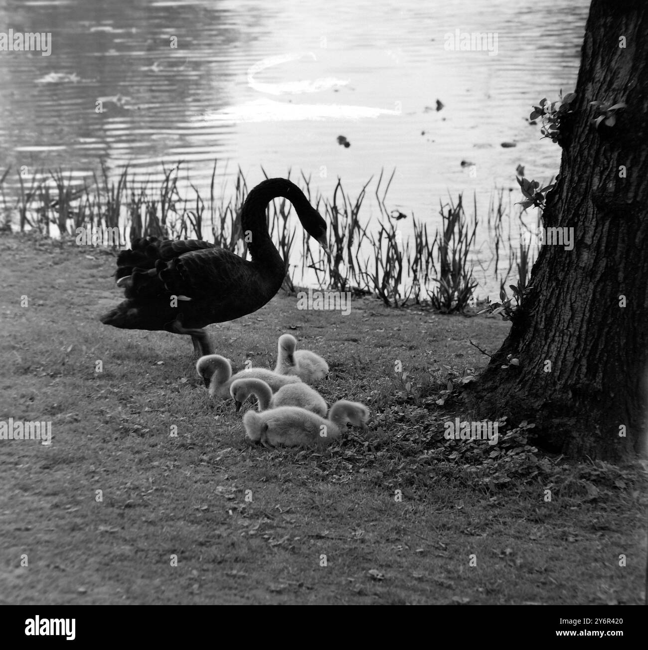 BIRDS SWANS AUSTRALIAN BLACK WITH 5 CYGNETS ; 30 MAY 1962 Stock Photo ...