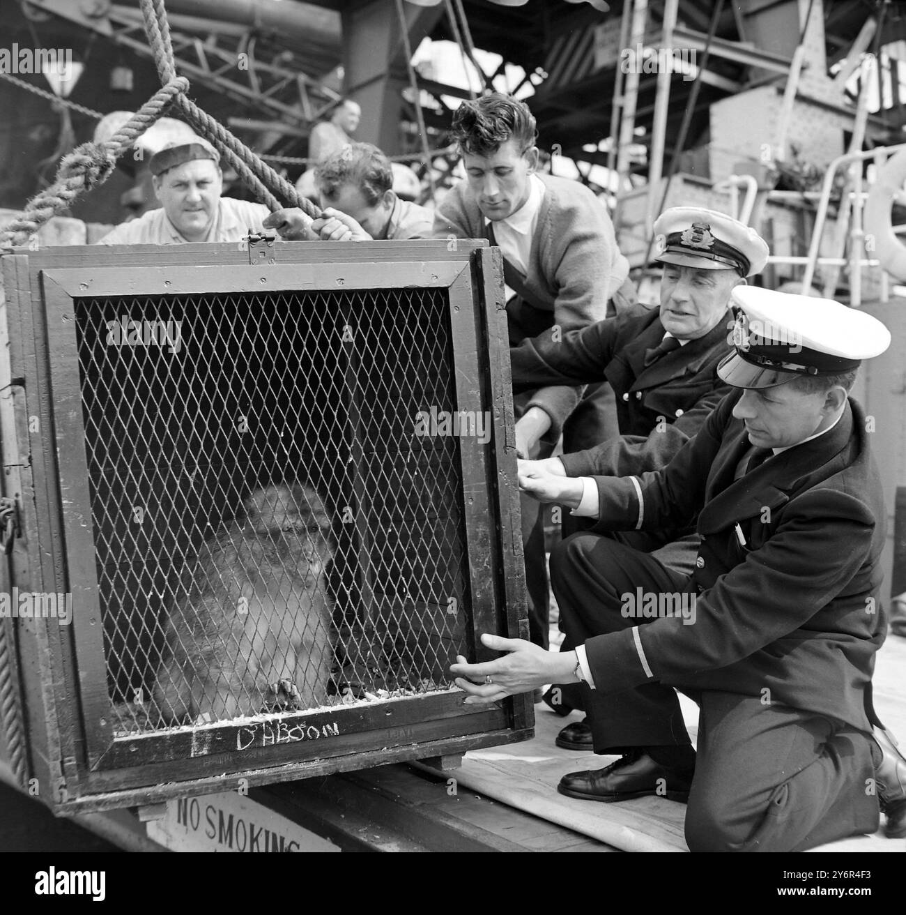 AN APE FROM GIBLARTAR AT HMS VIDAL ; 28 MAY 1962 Stock Photo - Alamy