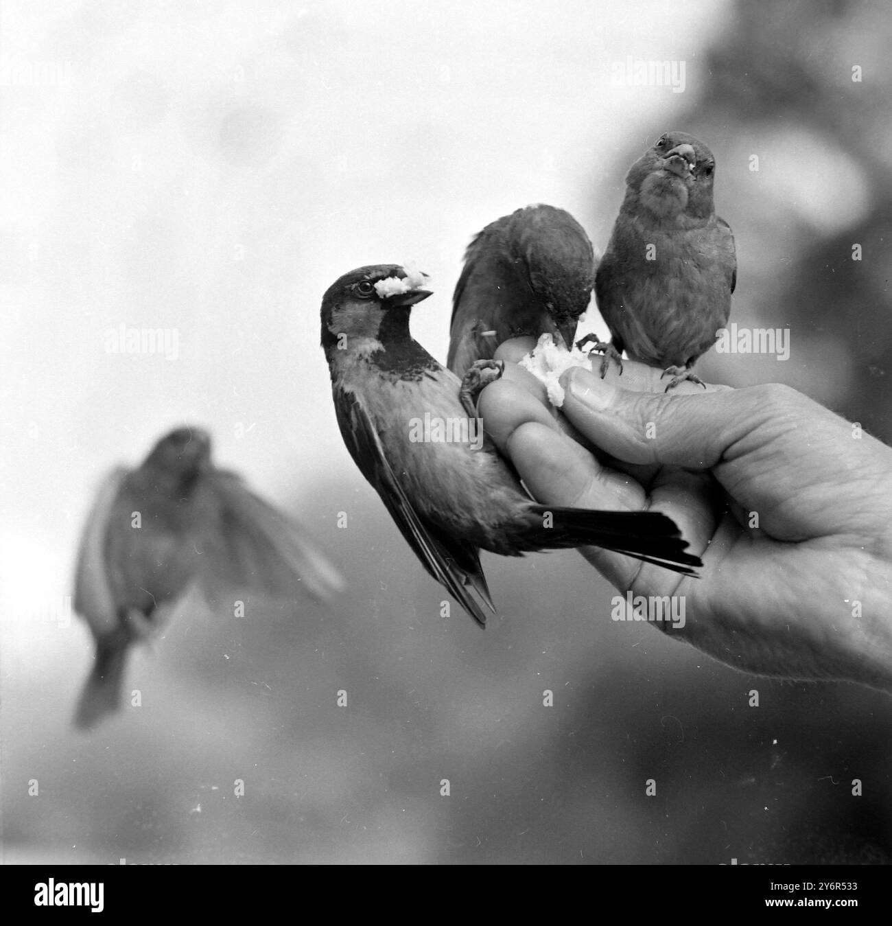 Birds of sparrows Black and White Stock Photos & Images - Alamy