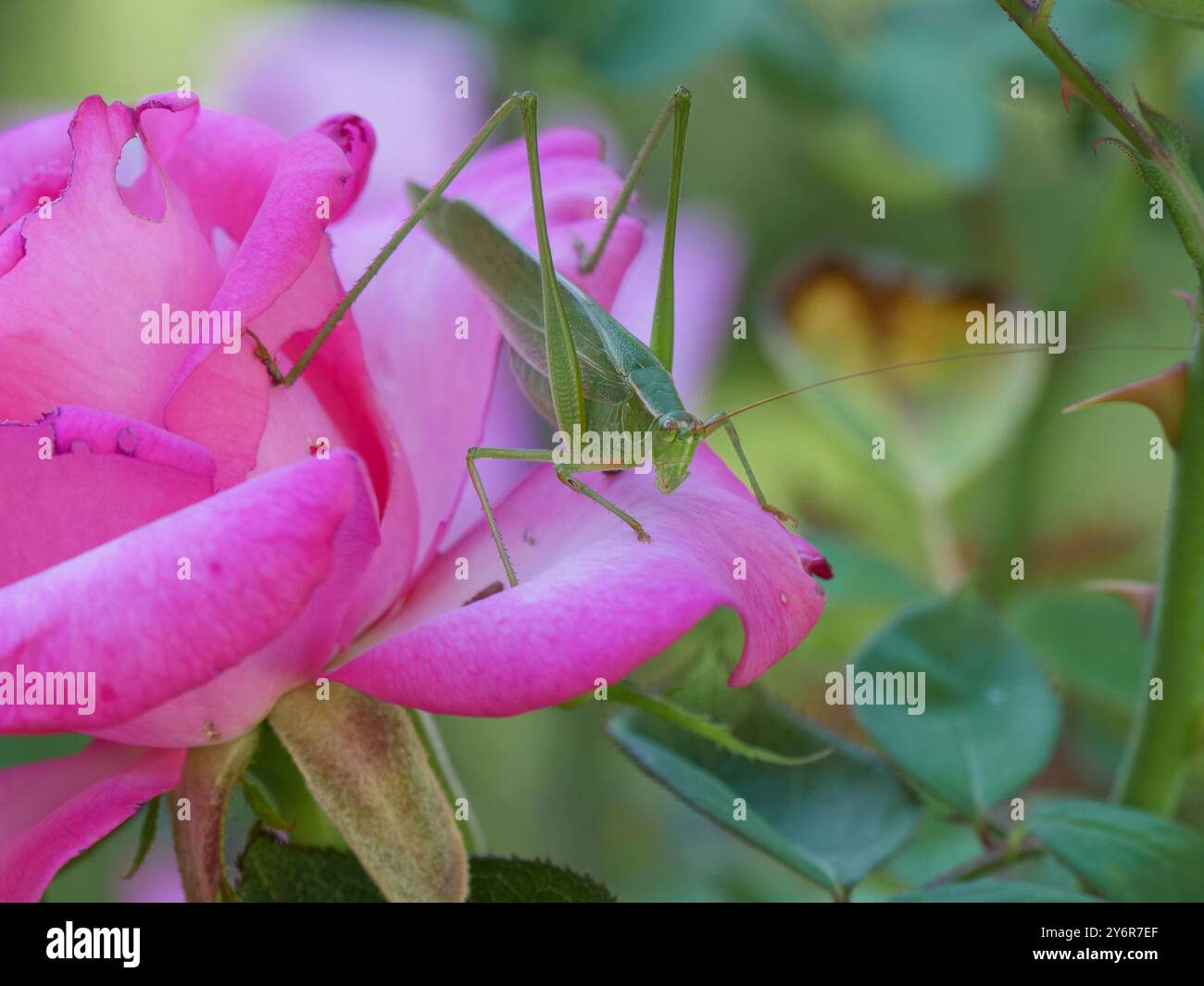 Grasshopper (Scudderia Furcata) sitting on a rose Stock Photo - Alamy