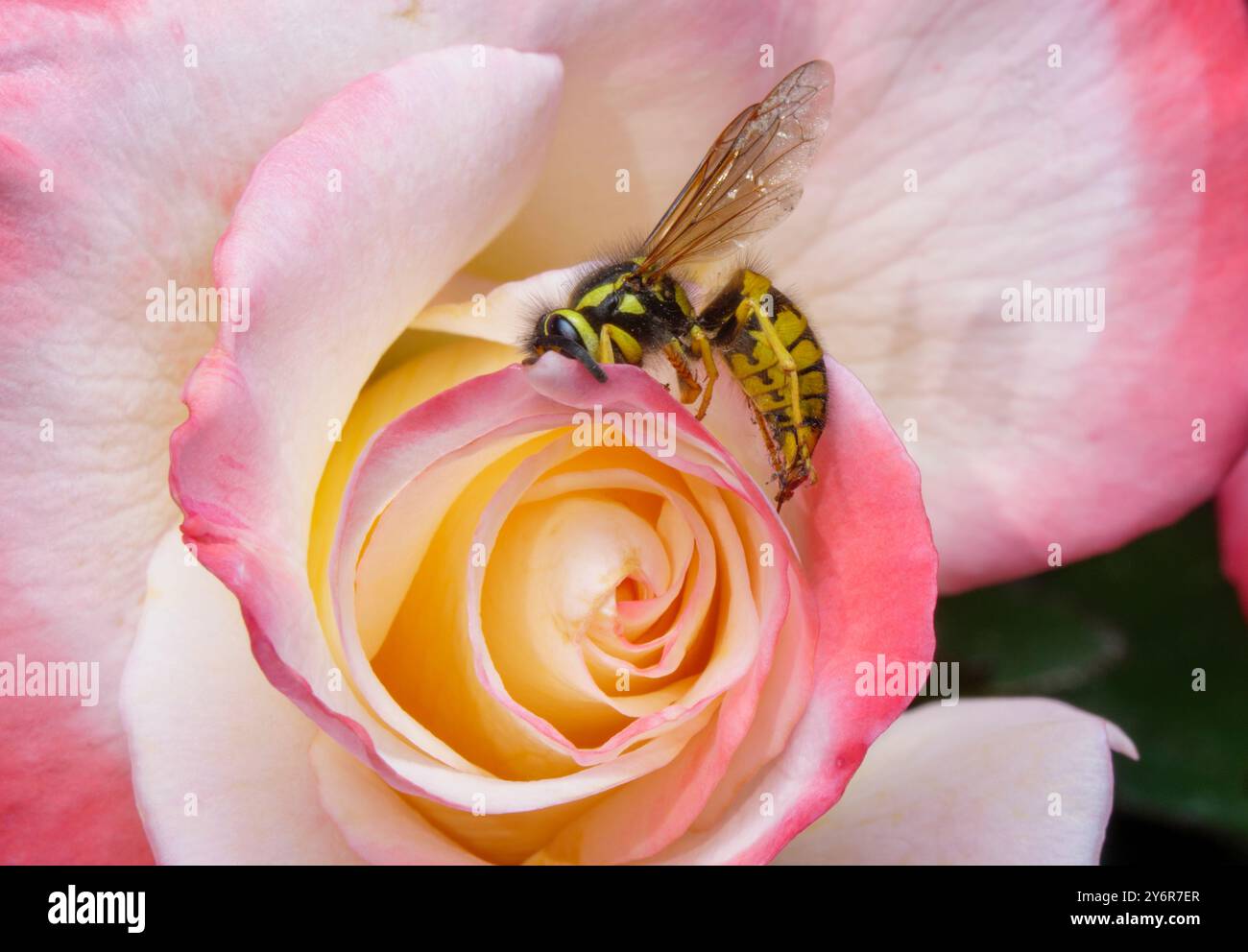 Yellowjacket wasp (Dolichovespaula) sitting on rose Stock Photo - Alamy