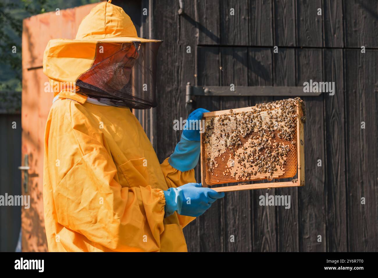 Colony size hi-res stock photography and images - Alamy