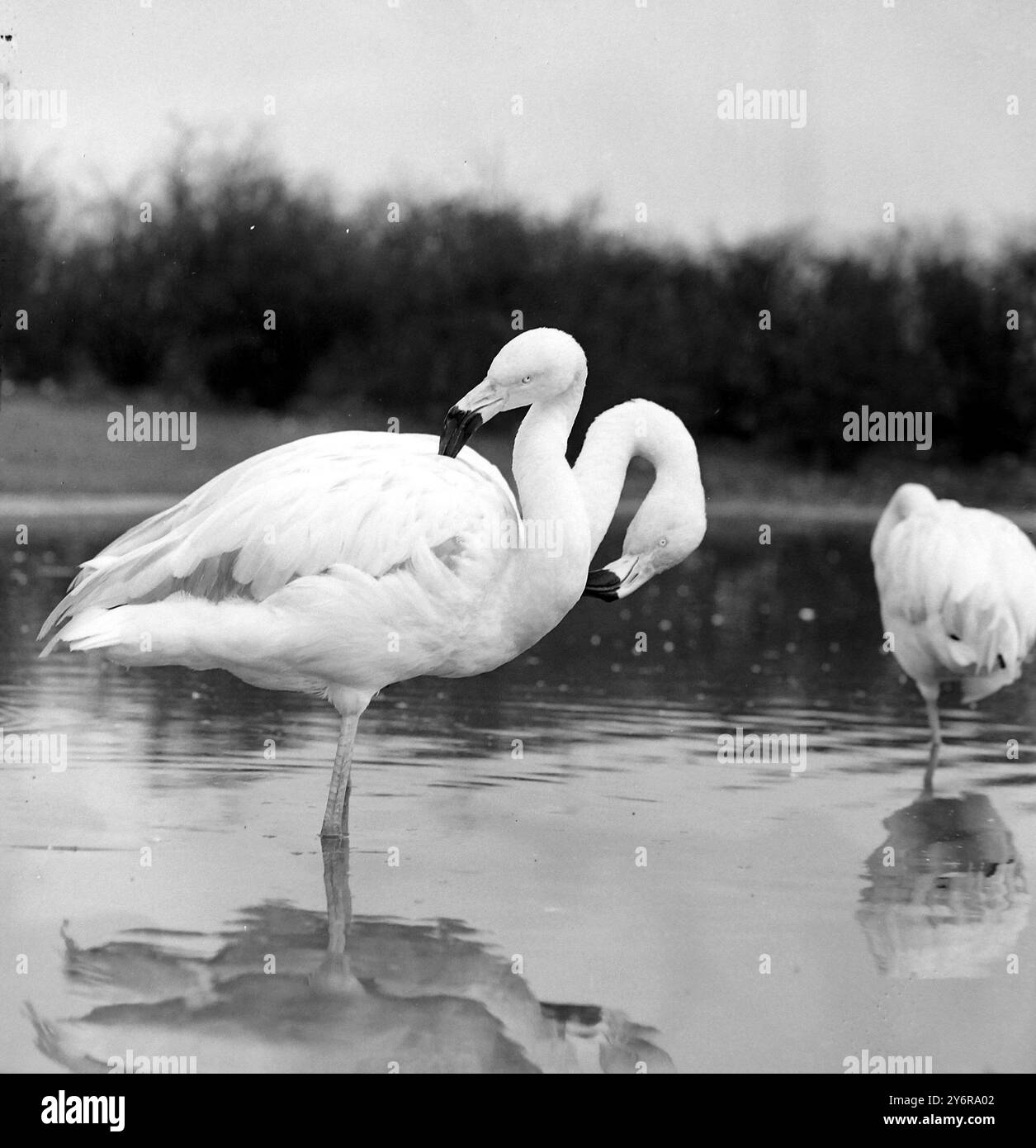 BIRDS FLAMINGO LOOKS LIKE HAS TWO HEADS AT WHIPSNADE ZOO ; 30 APRIL ...