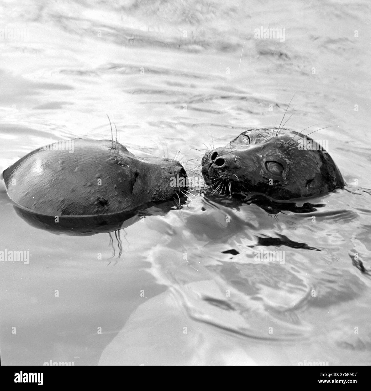 2 SEALS KISSING AT LONDON ZOO ; 1 MAY 1962 Stock Photo - Alamy