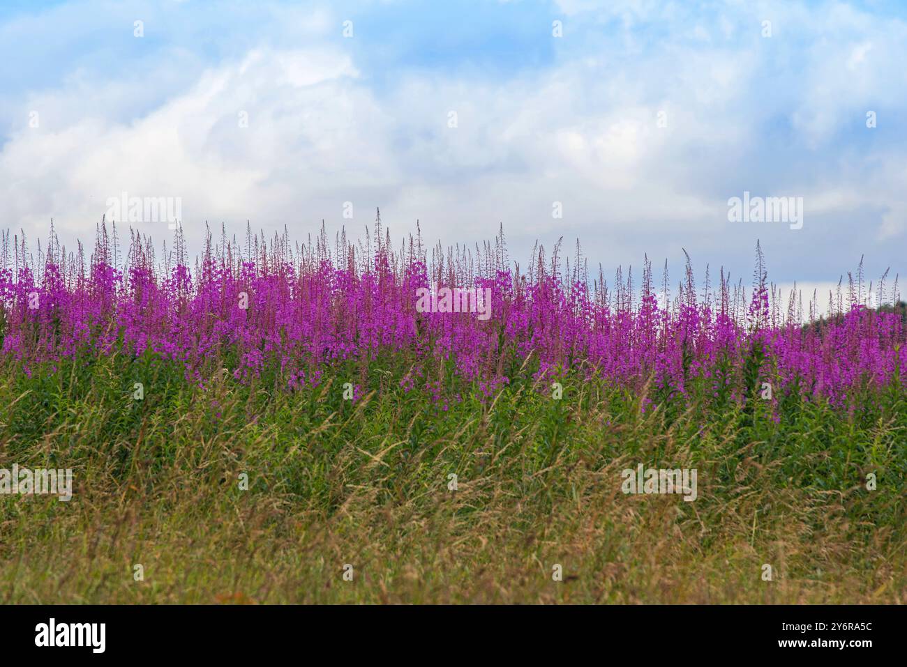 A line of bright pink Rosebay Willowherb (Chamaenerion angustifolium) also called Fireweed Stock ...