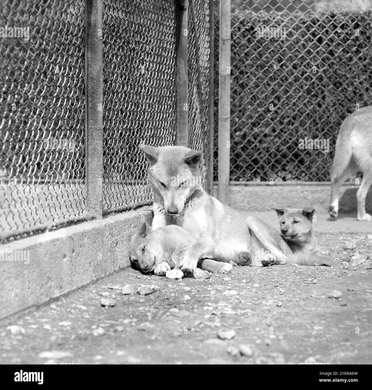 AUSTRALIAN DINGO DOG FAMILY AT LONDON ZOO ; 27 APRIL 1962 Stock Photo ...