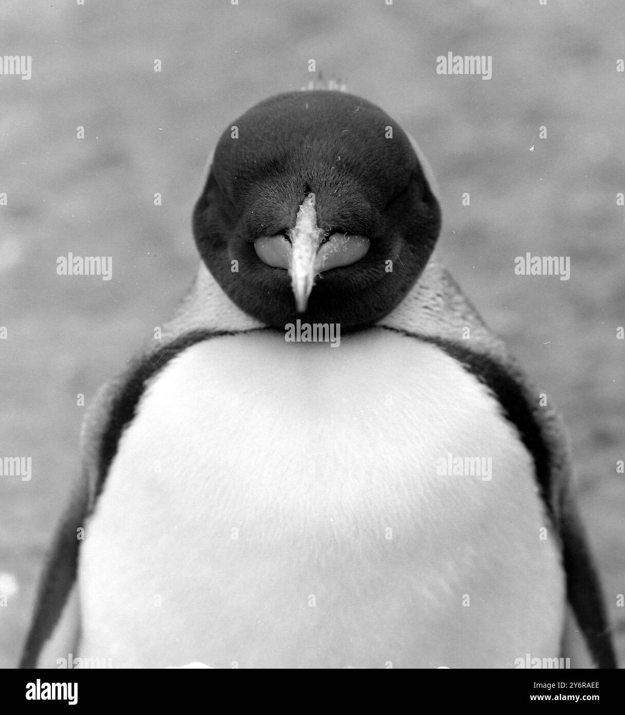 BIRDS PENGUIN TAKING NAP WHIPSNADE ZOO ; 27 APRIL 1962 Stock Photo - Alamy