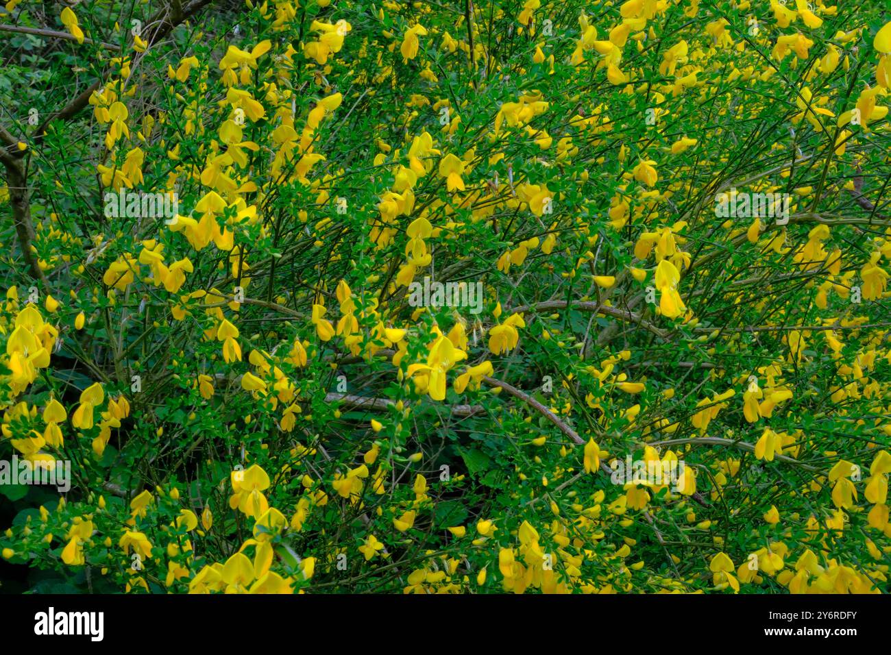 Deciduous leguminous shrub Stock Photo - Alamy