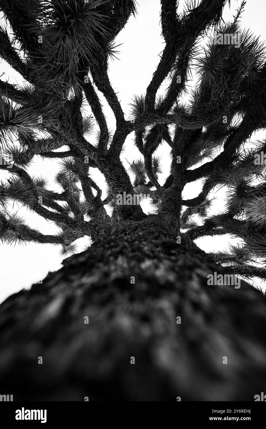 Silhouette joshua tree Black and White Stock Photos & Images - Alamy
