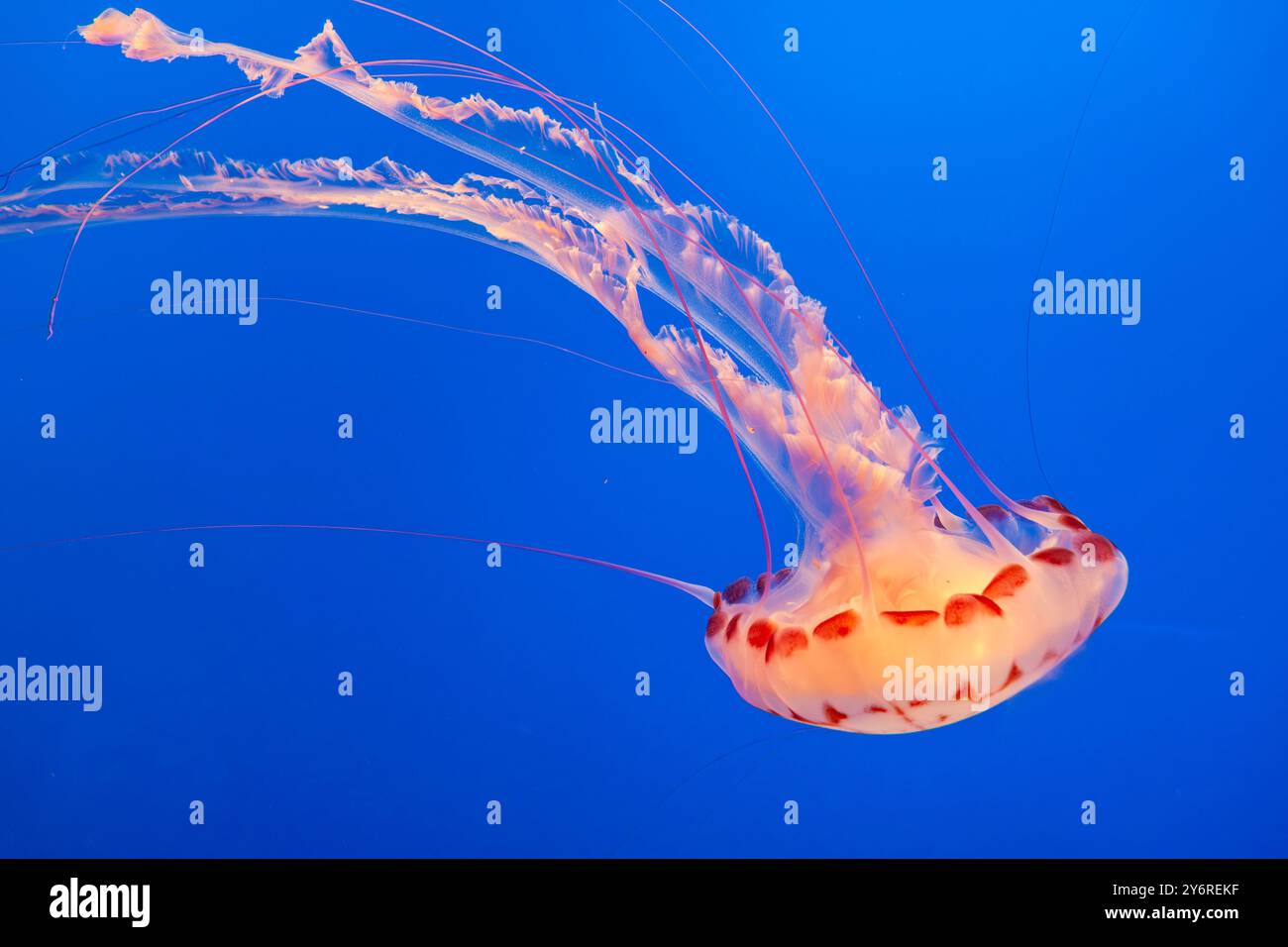 Black Sea Nettle, Chrysaora achlyos, giant, jellyfish swimming ...