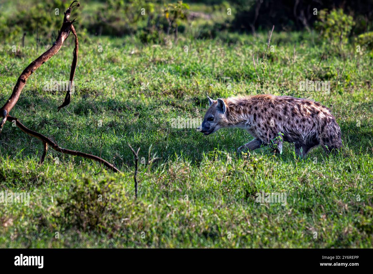 A lone Hyena the Lake Nakuru National Park, Kenya Stock Photo - Alamy
