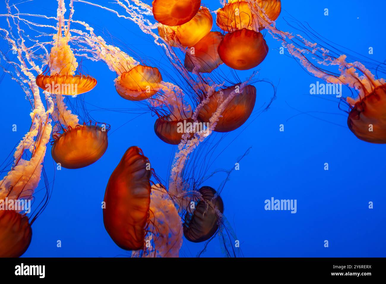 Big red jellyfish hi-res stock photography and images - Alamy