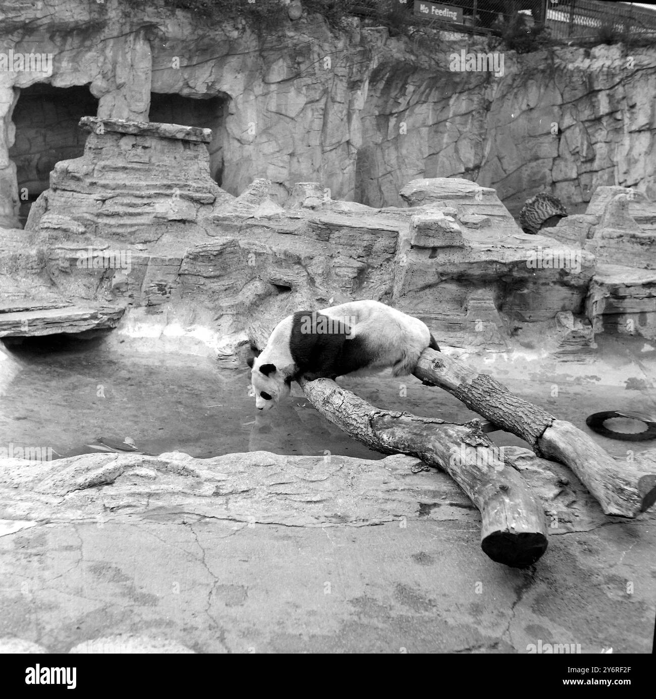 CHI CHI - PANDA BEAR AT LONDON ZOO ; 5 APRIL 1962 Stock Photo - Alamy