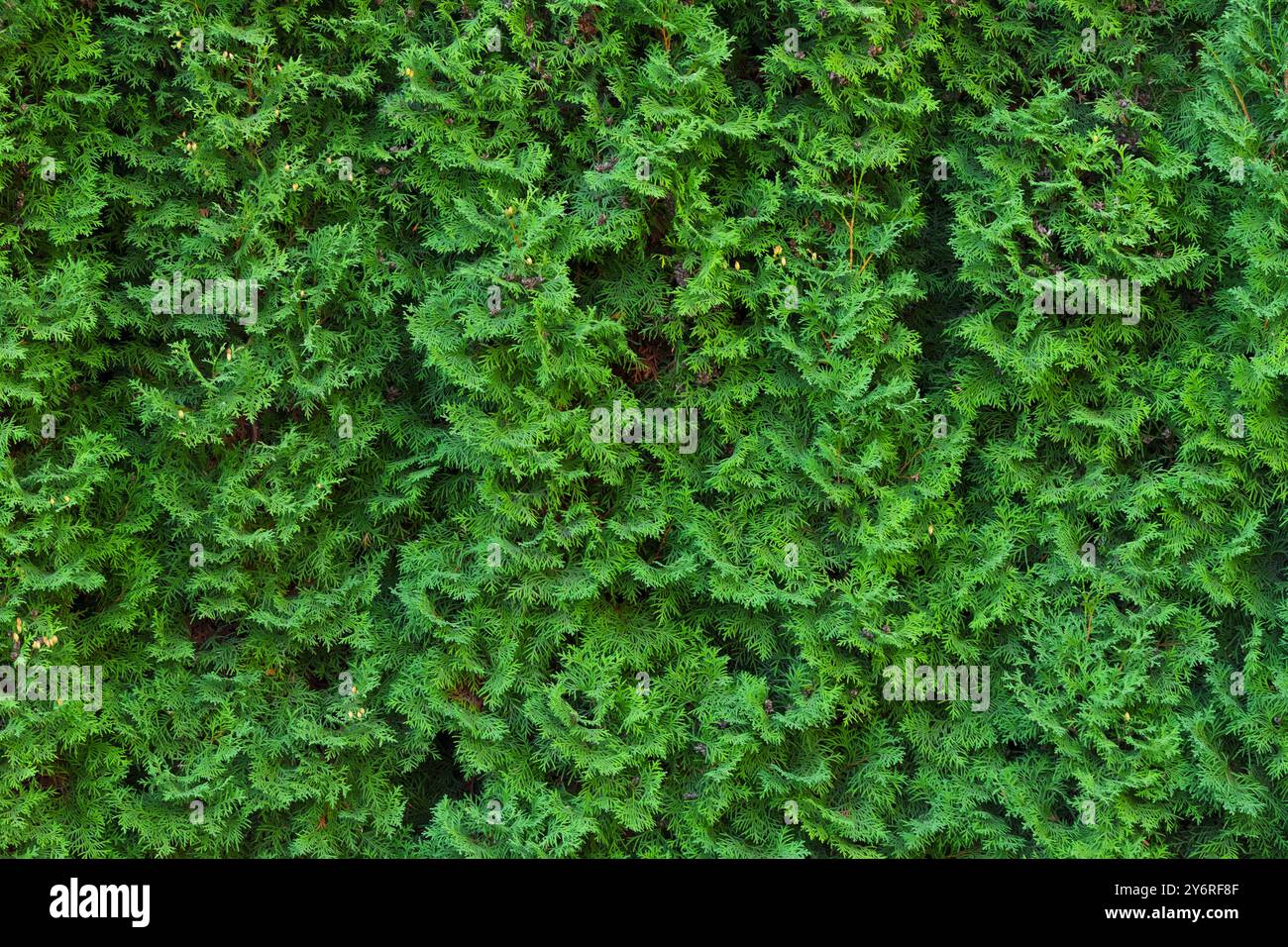 A beautiful hedge of thuja trees. Thuja hedge. Seamless texture of ...