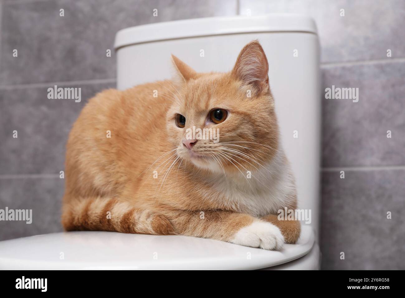 Cute cat lying on toilet bowl in bathroom Stock Photo - Alamy