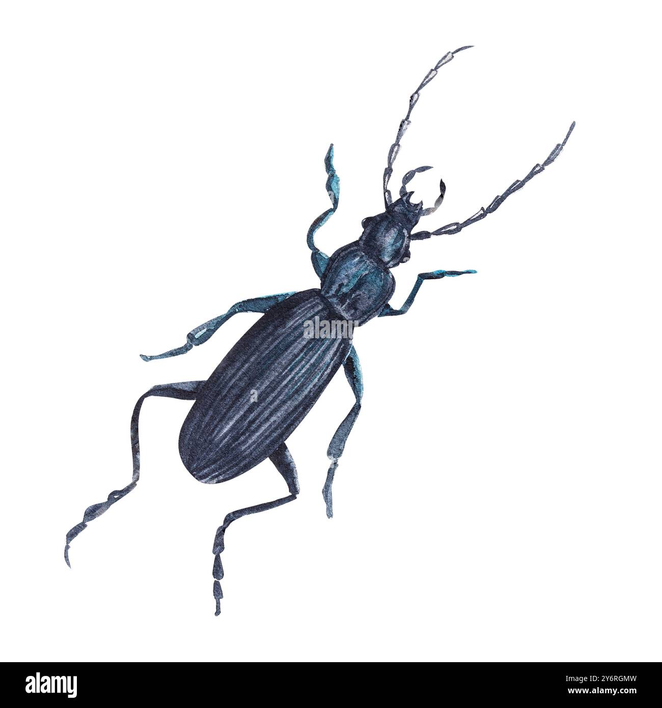 Watercolor illustration of a ground beetle. Hand-drawn beetle. Ideas ...