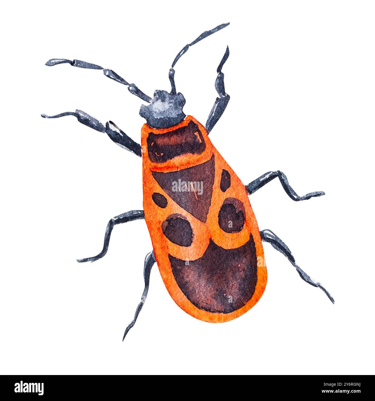 Watercolor illustration of insect soldier bug. Hand drawing of beetle ...